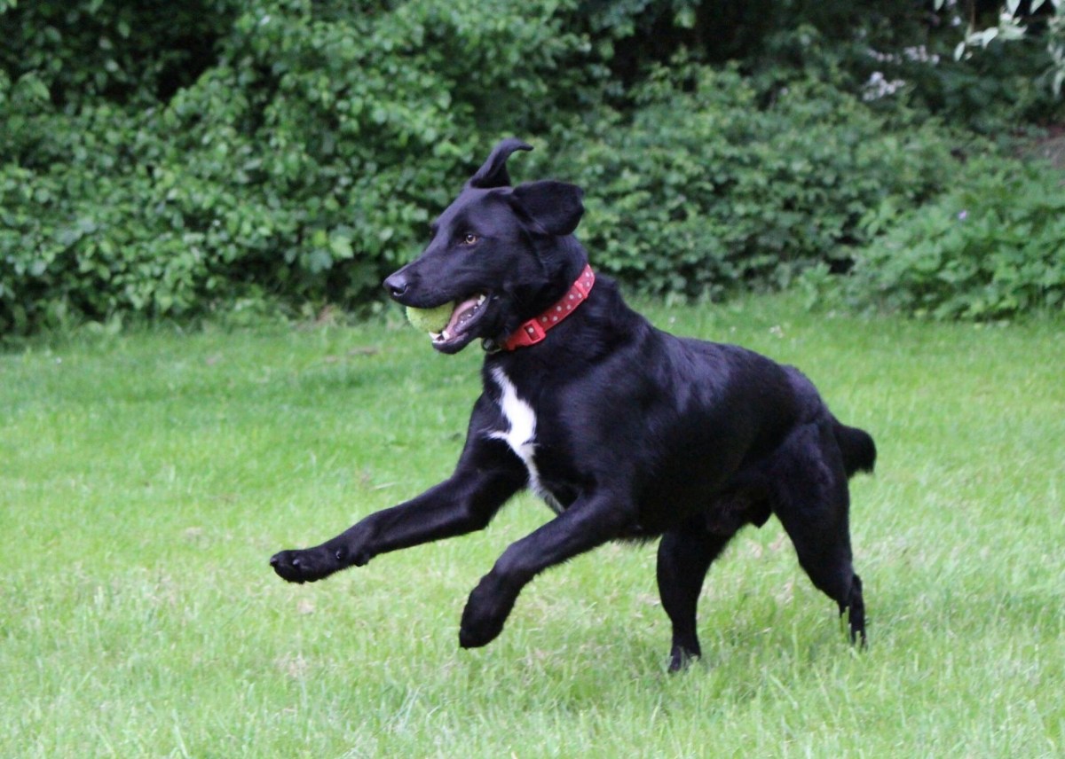 Running with Dogs – This Vet Runs